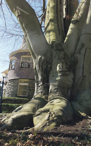 Eye-catching trees | News, Sports, Jobs - Times Observer